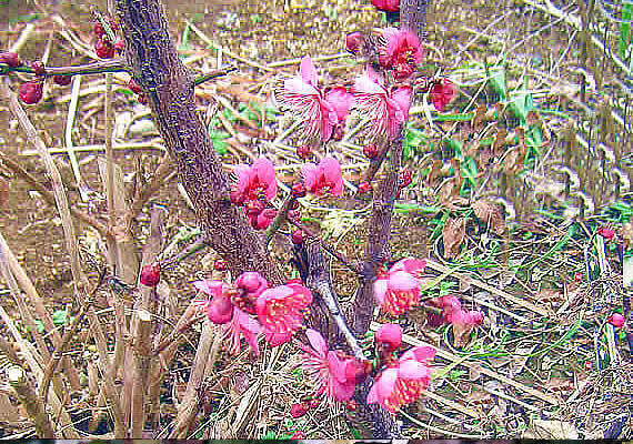 微妙な一日: つれづれデジカメ日記